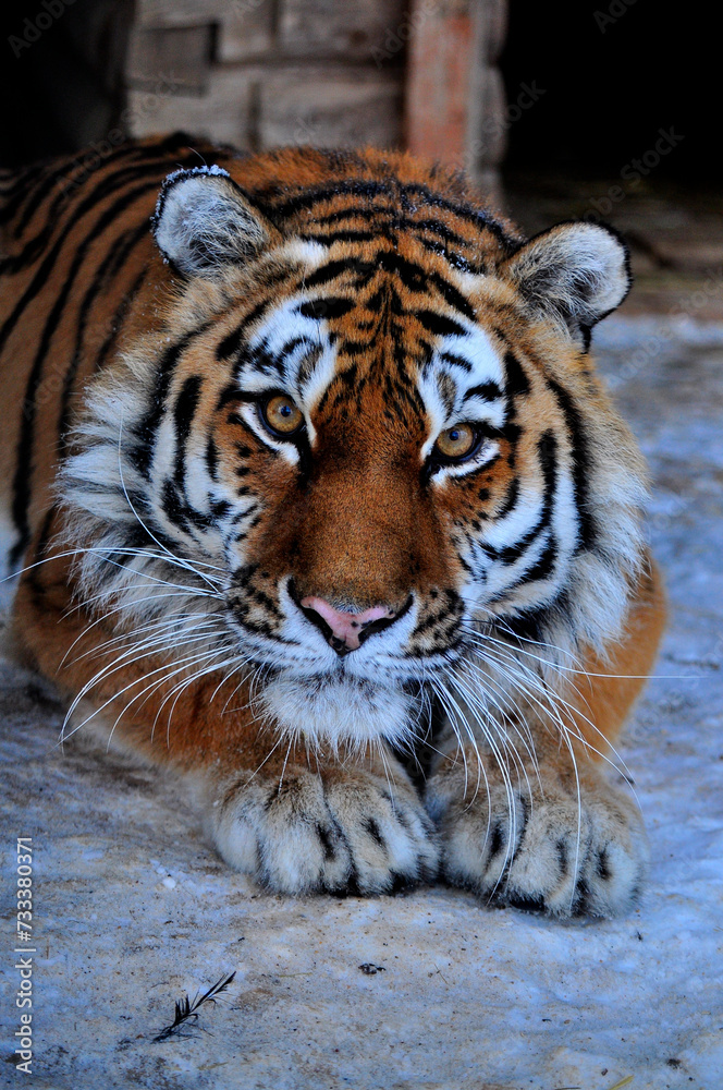 Animals are a traditionally (since the time of Aristotle) distinguished ...