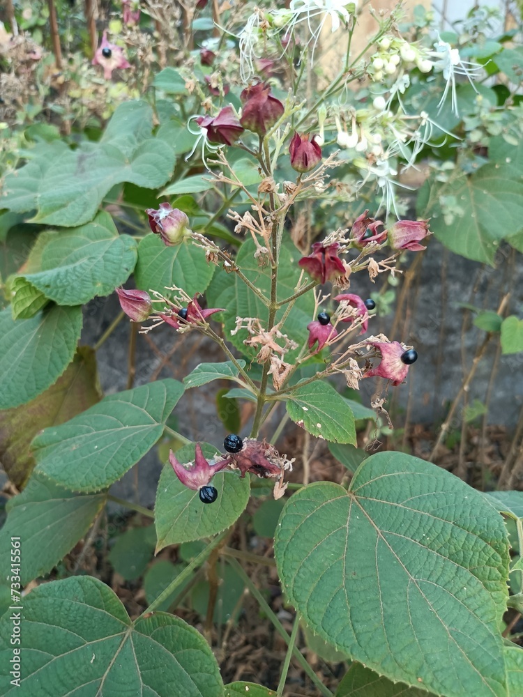 Clerodendrum trichotomum, the harlequin glorybower, glorytree or peanut ...