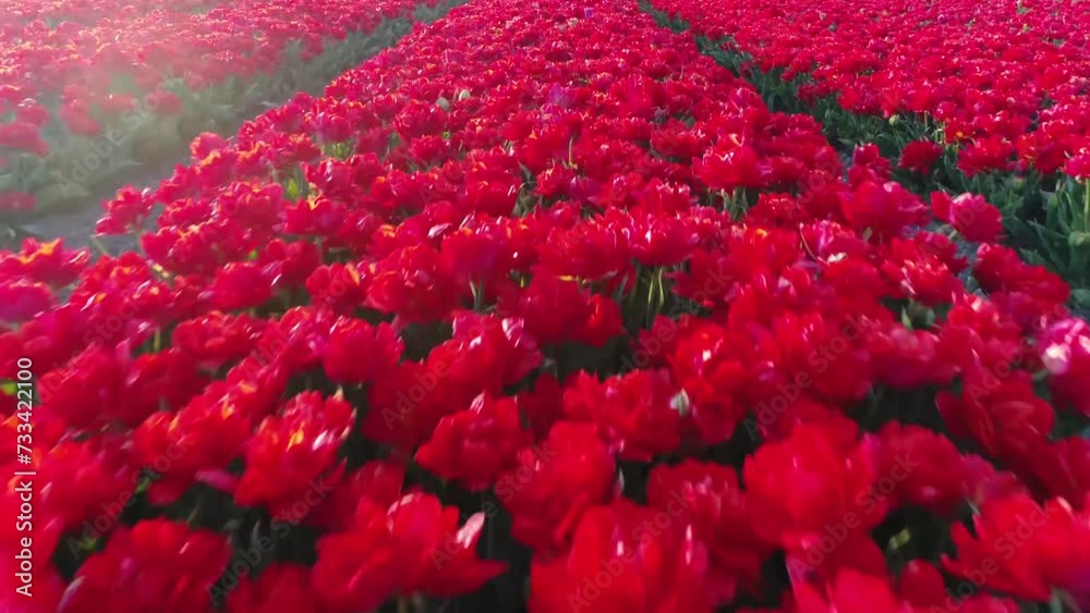 Aerial low altitude view of tulip rows moving backwards showing the ...