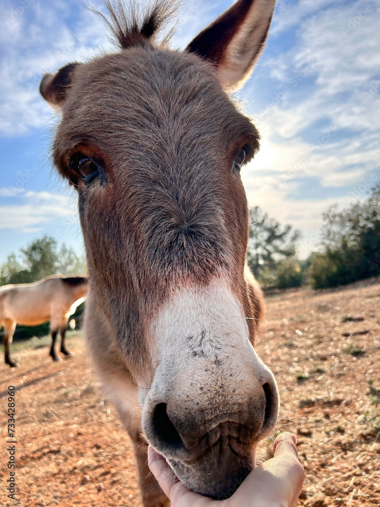 Curious Donkey Up Close . Burro . Equus asinus. Ass. Burro. Jenny. Jack ...