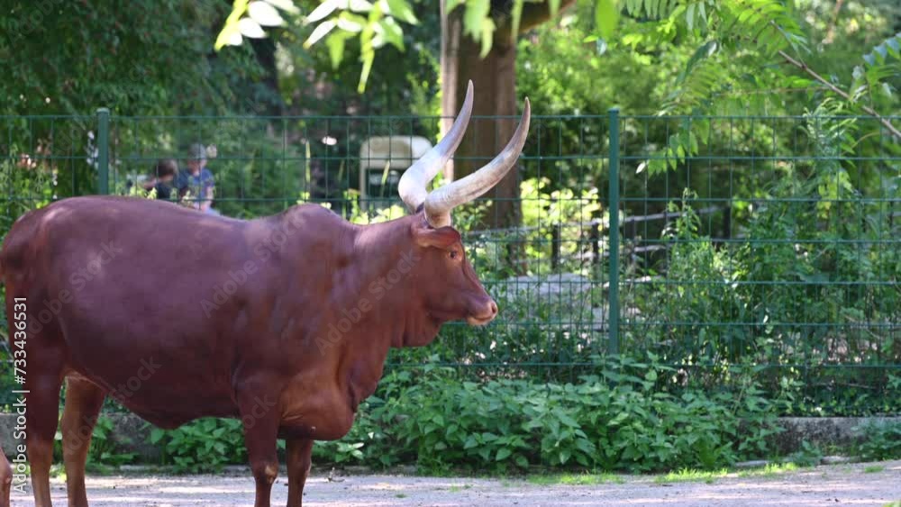 Berlin, Germany, 10 August 2023. Footage at the zoo: close-up of ...