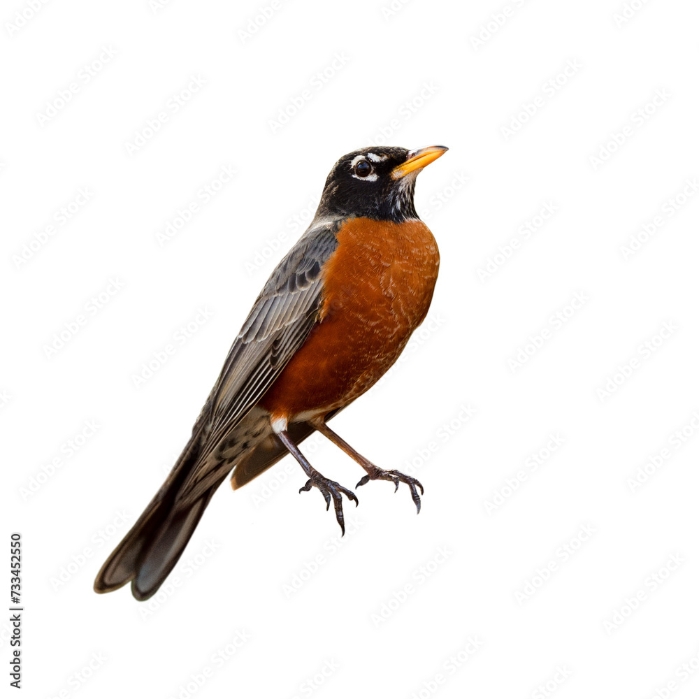 American robin (Turdus migratorius) isolated on transparent background ...