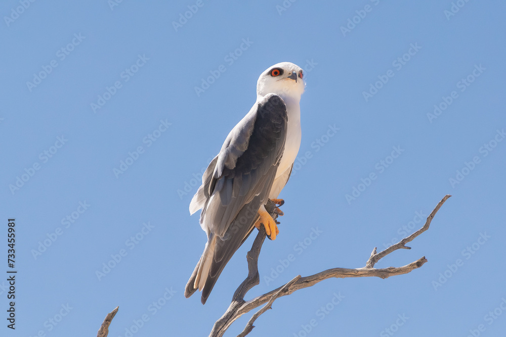 Black-winged kite, black-shouldered kite - Elanus caeruleus perched ...