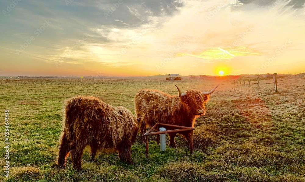 Domestic cattle (Bos taurus), brown in color, originating from the ...
