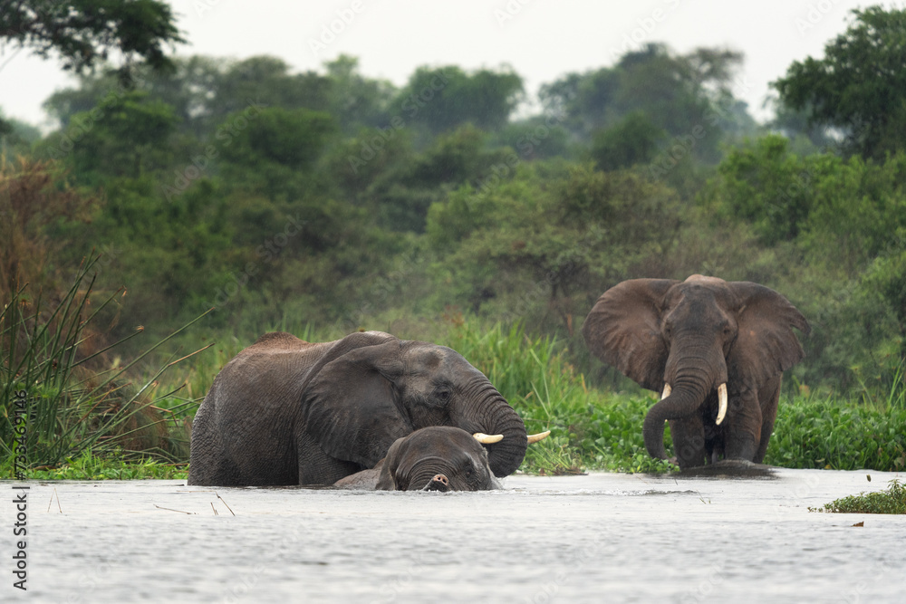 African elephants near the dam in Murchison Falls national park. The ...