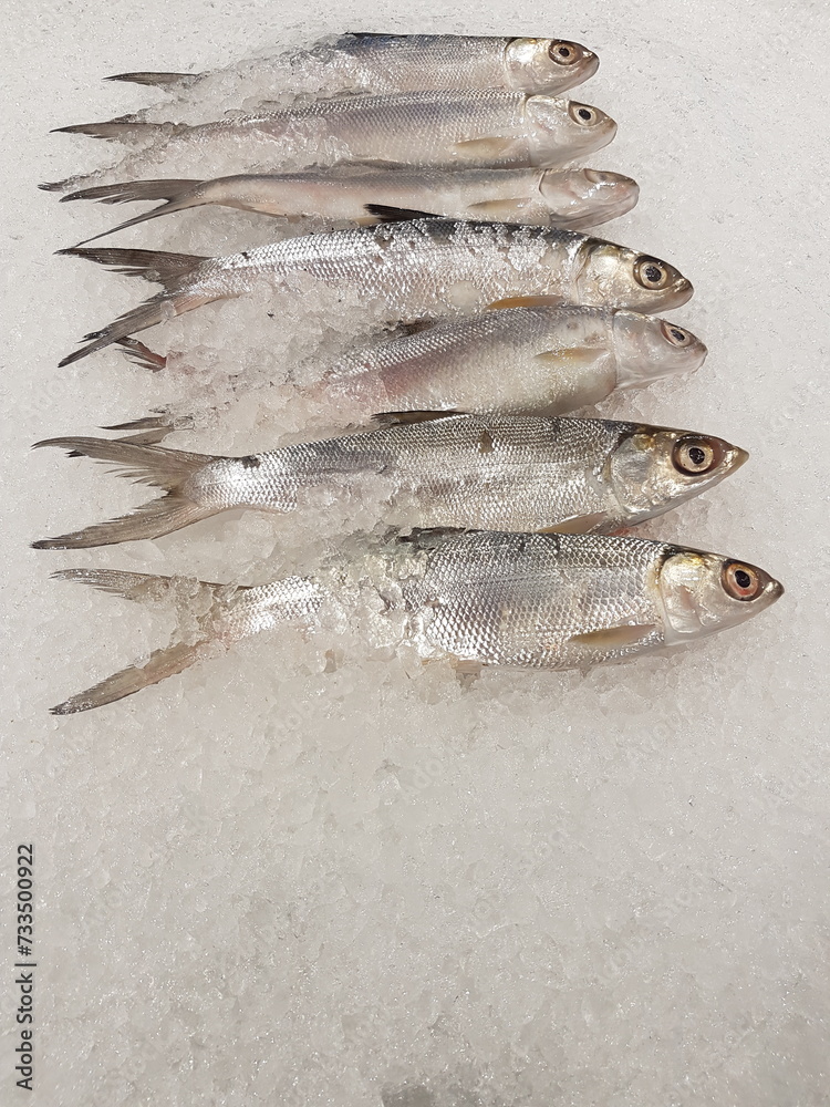 The milkfish (Chanos chanos) or Bangus is the sole living species in ...