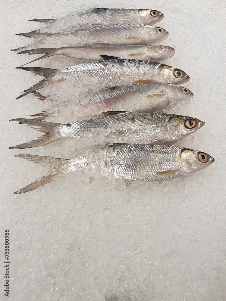 The milkfish (Chanos chanos) or Bangus is the sole living species in ...