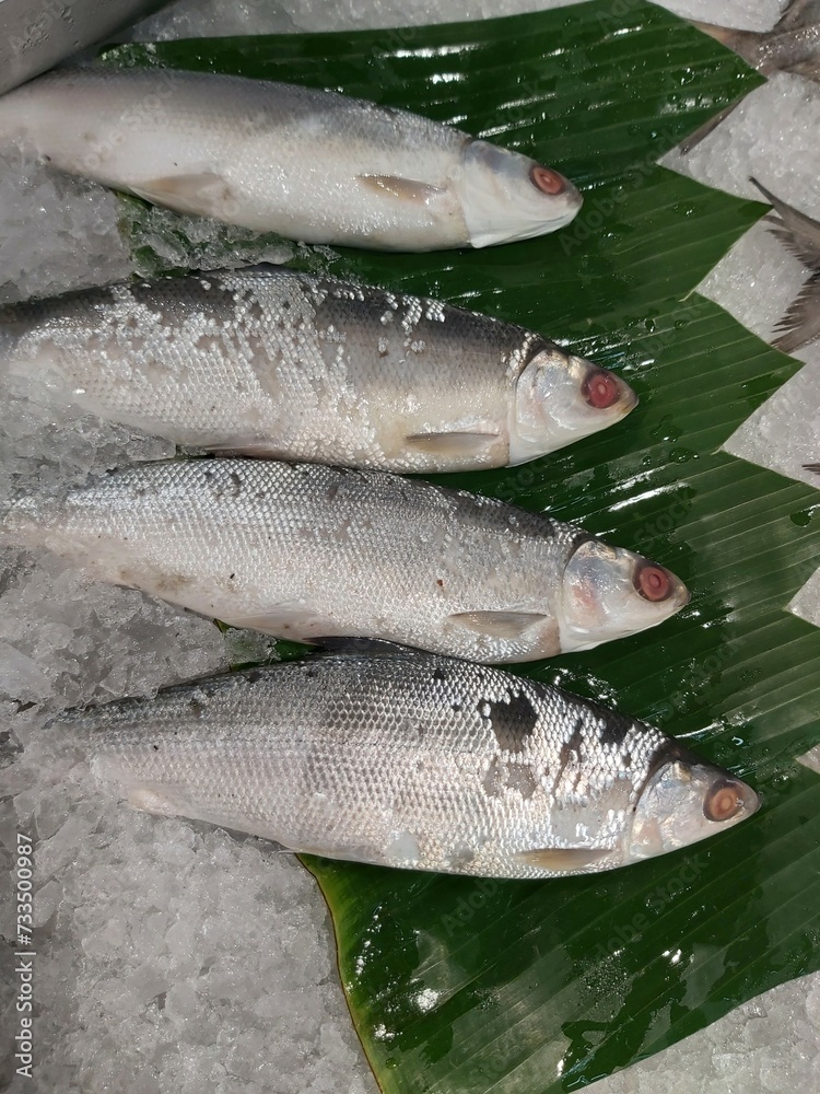 The milkfish (Chanos chanos) or Bangus is the sole living species in ...