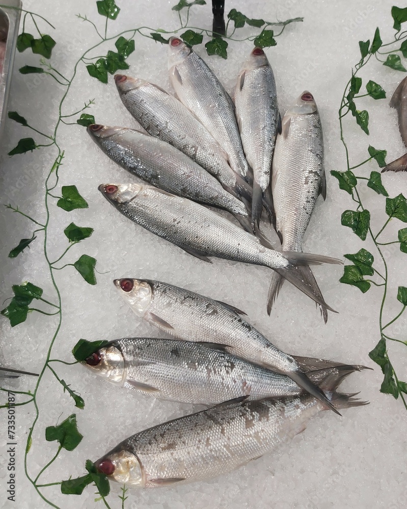 The milkfish (Chanos chanos) or Bangus is the sole living species in ...