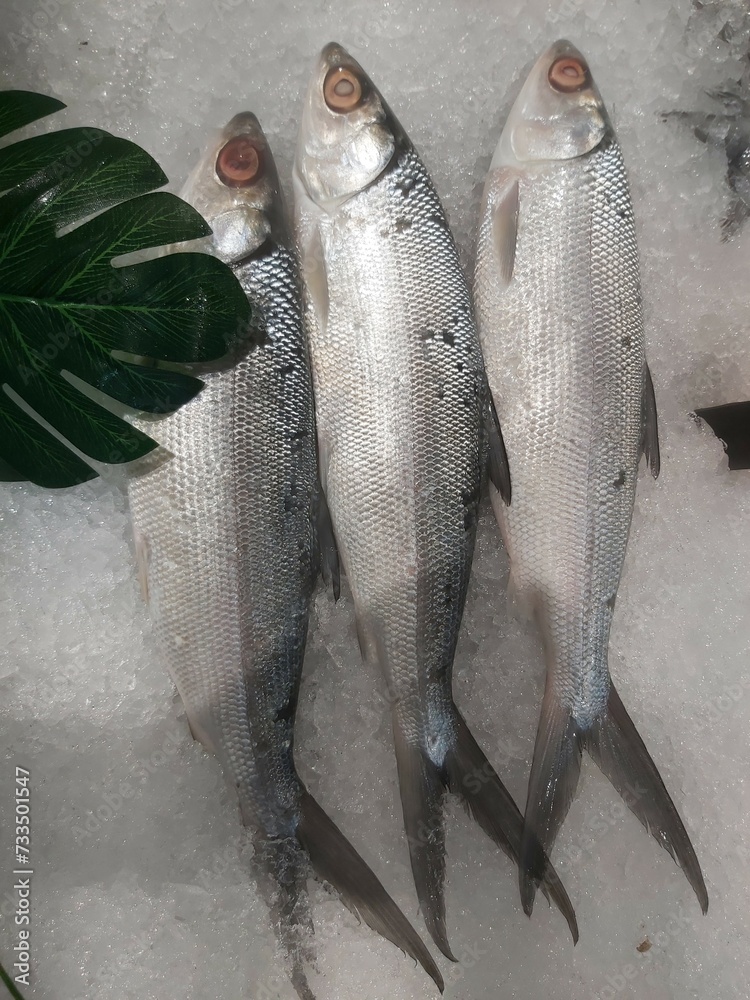 The milkfish (Chanos chanos) or Bangus is the sole living species in ...
