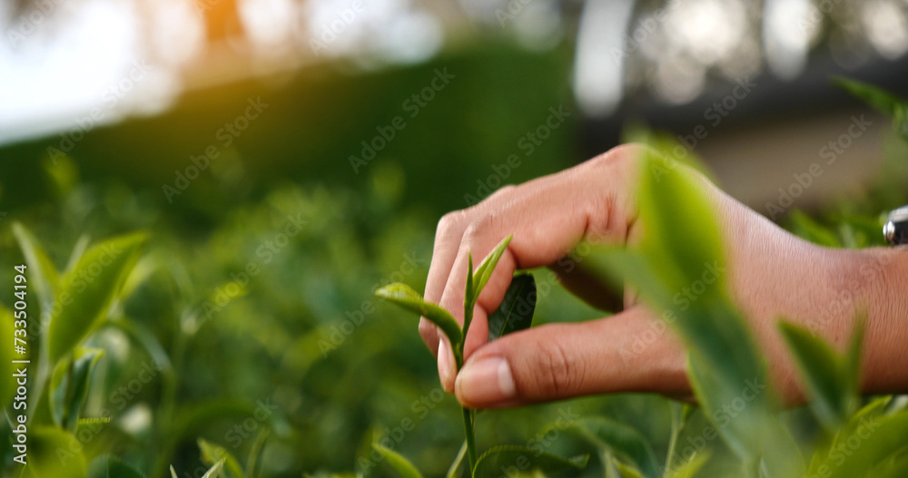 Woman Hand holding harvest plucking black green tea herbal agriculture ...