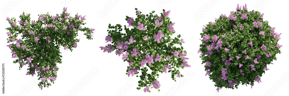 Top view jungle flower,Syringa vulgaris isolated transparent background ...