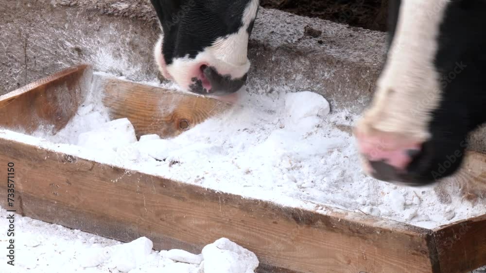 Dairy farm, simmental cattle, feeding cows on farm. Cow licking salt ...