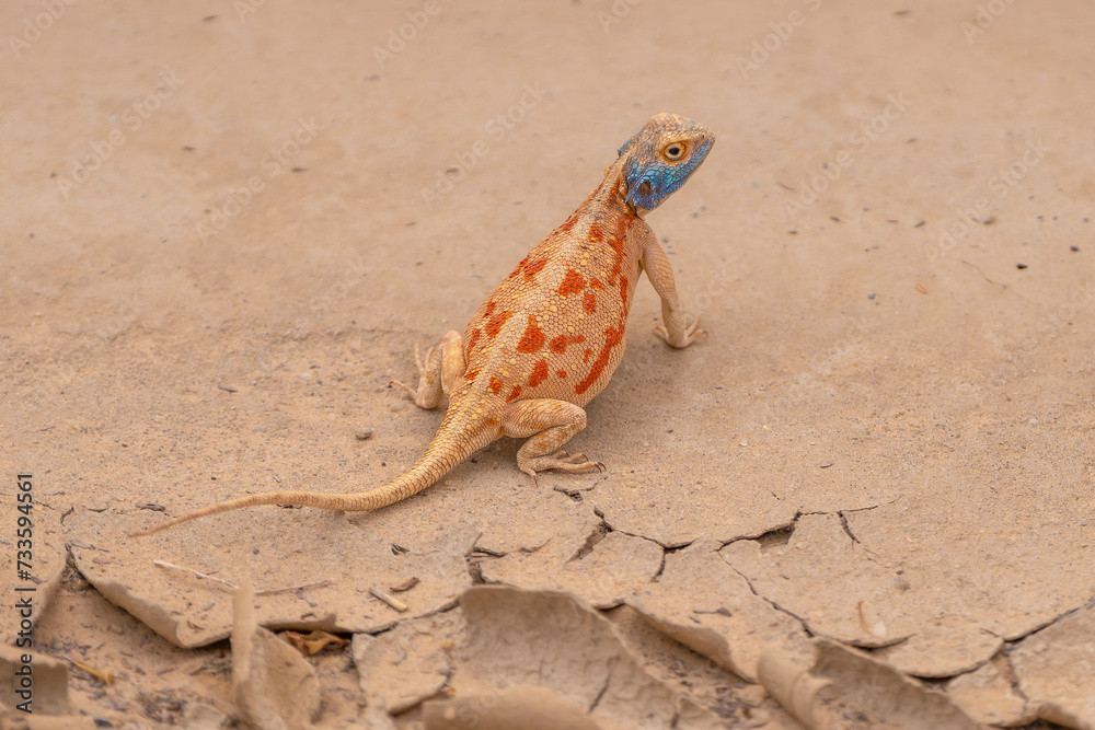 Ground agama - Agama aculeata on red ground. Photo take at Photo from ...