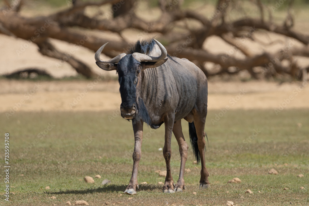 Blue wildebeest, common wildebeest, white-bearded gnu or brindled gnu ...