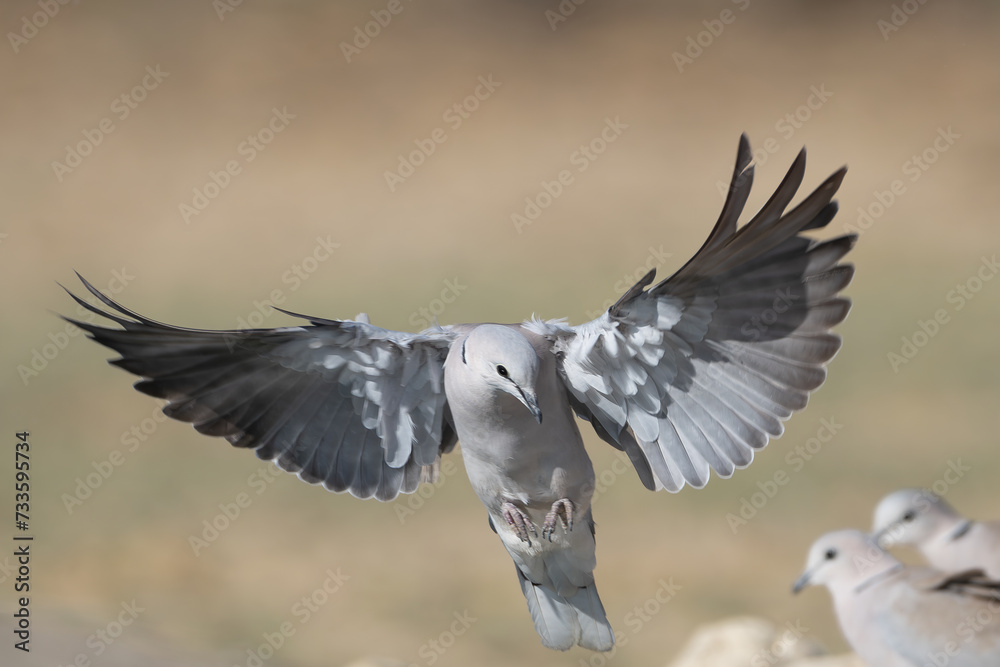 Ring-necked dove, Cape turtle dove or half-collared dove - Streptopelia ...