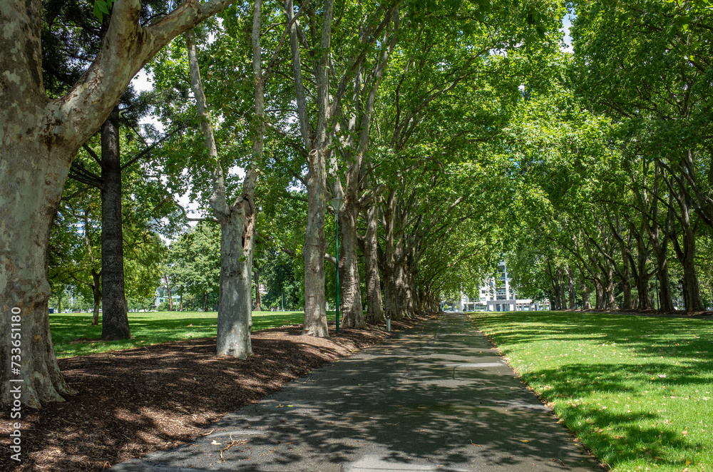 Background texture of a pedestrian walkway lined with large green trees ...