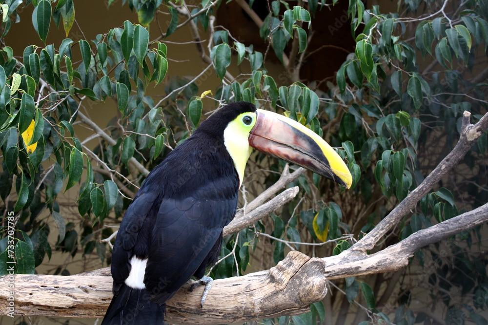 Tucán de Colores Vibrante. Tucan reposado en ábol. Tucán en la ...