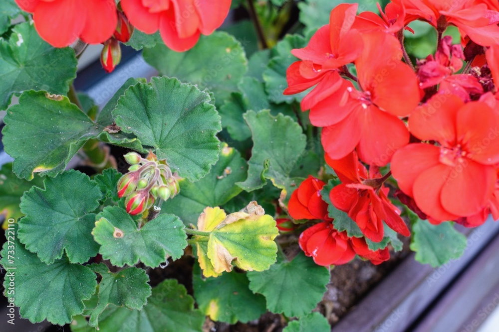 Damaged leaves as a sympthoms of bacterial disease of geranium flowers ...