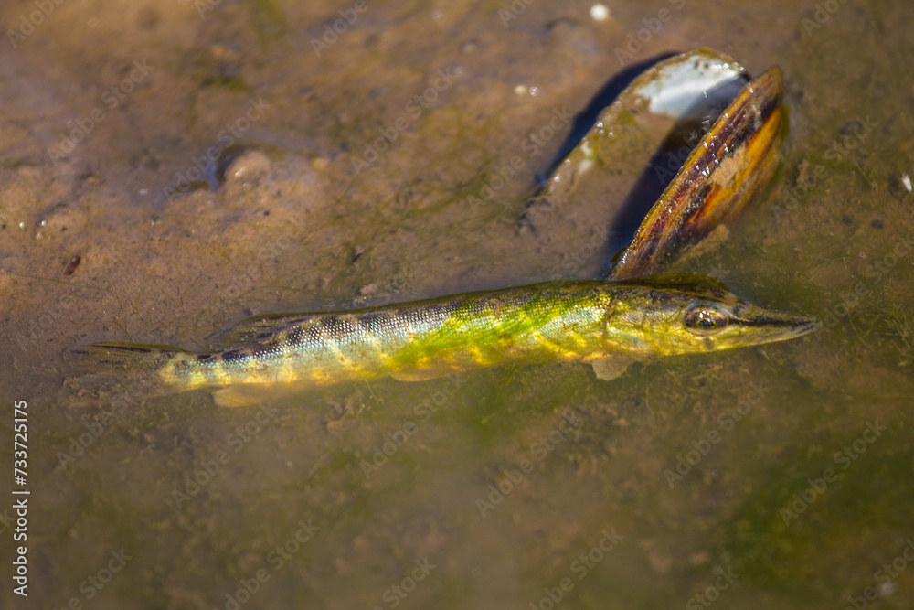 Drying lake. The pike (pikelet) got into the residual puddle and dies ...