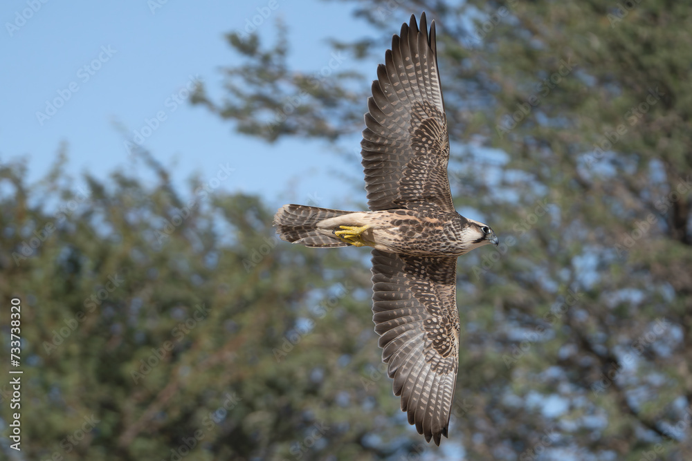 Lanner falcon - Falco biarmicus with spread wings in flight with green ...