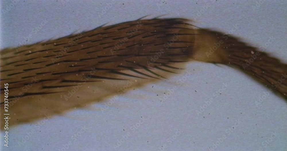 Housefly leg under microscope and VHS filter. Microscopic insect ...