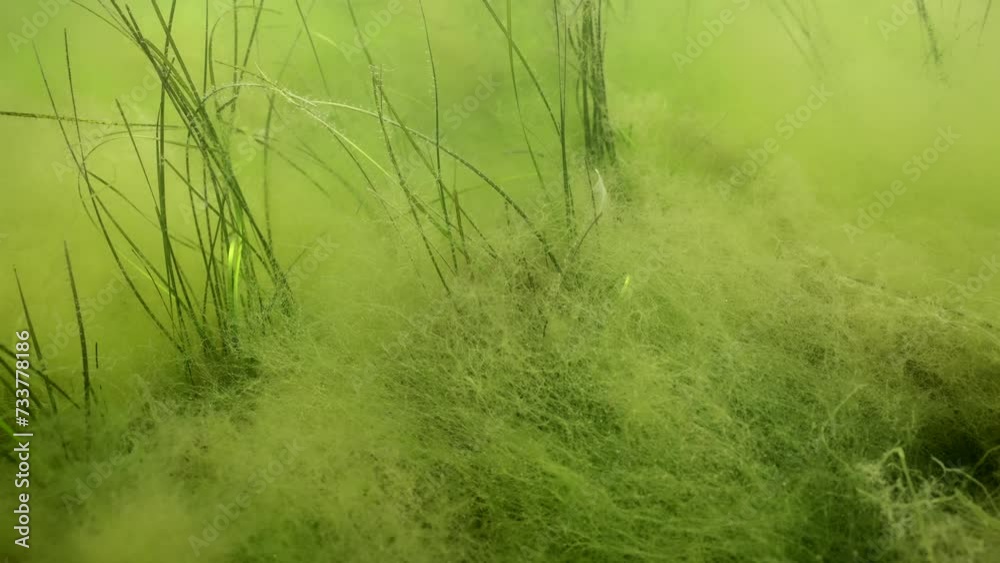 Vidéo Stock Close-up of bottom covered with thick layer of fluffy Green ...