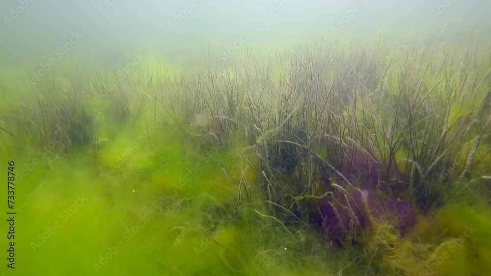 Dense thickets of fluffy green and red algae with sea grass, slow ...