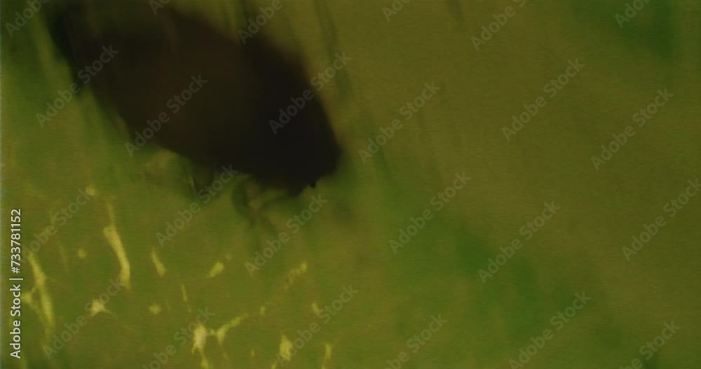 A lot of bugs on the green leaf under a microscope. Infected tree leaf ...