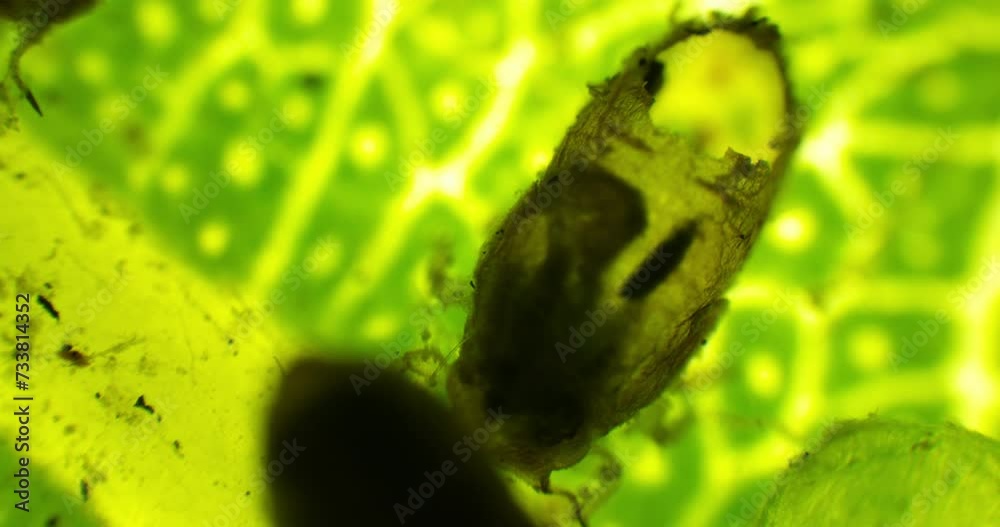 Infected tree leaf under a microscope. Dead bugs on the leaf. Macro ...