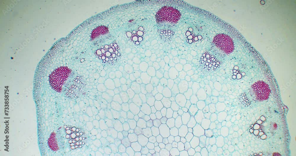 Helianthus Stem under a microscope. Flowering plant under a microscope ...