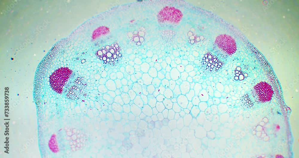 Helianthus Stem with a floating bacteria and germs under a microscope ...