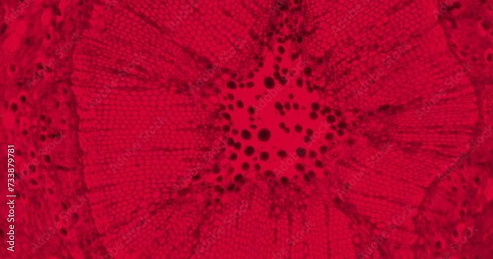 Thriller red plant stem with floating microorganisms and bacteria under ...