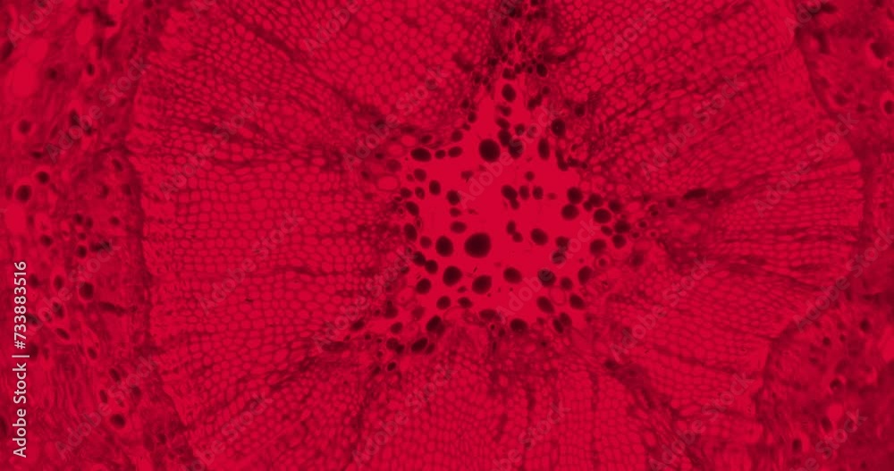 Thriller red plant stem with floating microorganisms and bacteria under ...