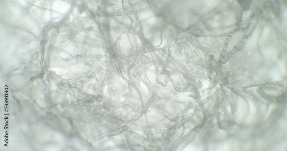 A spider web under a microscope. Floating bacteria and living organisms around a thriller moving ...