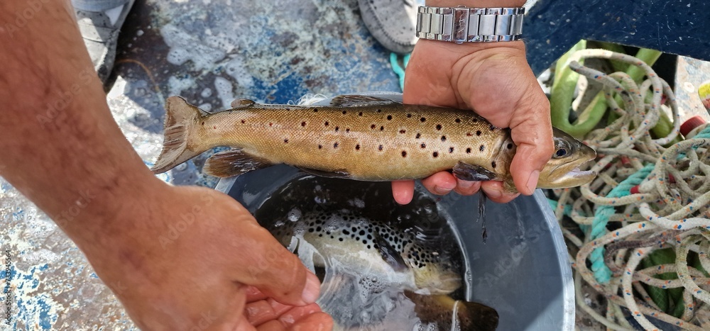 Sevan trout Salmo ischchan gegarkuni are endangered endemic subspecies ...