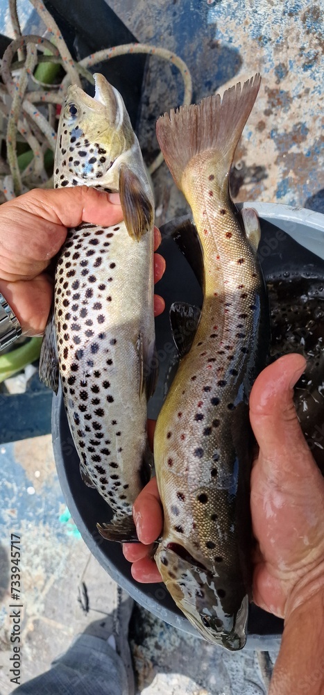 Sevan trout summer bakhtak salmi ischchan aestivalis and gegharkuni ...