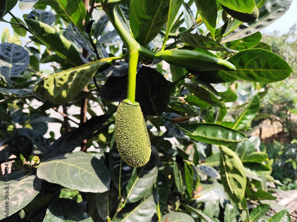 fresh green Jackfruit ( Artocarpus heterophyllus ), Kanun hanging on ...