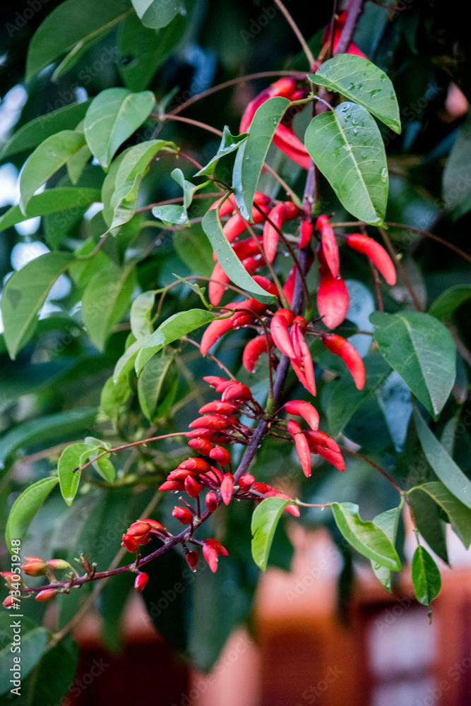 Flores rojas de un ceibo. Flor nacional argentina Stock Photo | Adobe Stock