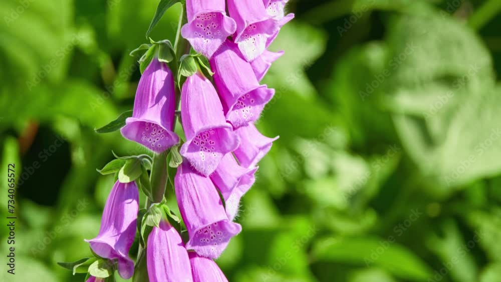 Digitalis purpurea, foxglove or common foxglove, is poisonous species ...