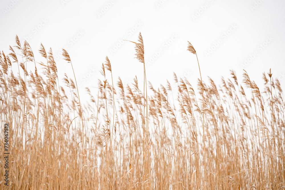 Overgrown dry cattail in winter. Herbaceous plants of lakes, marshes ...