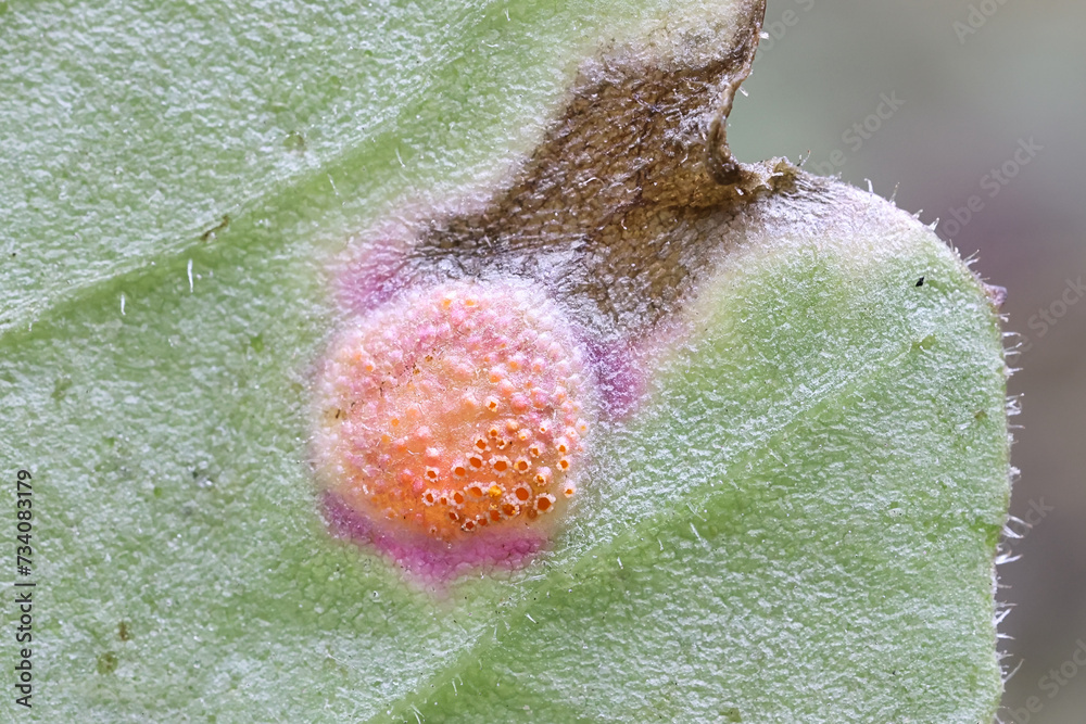 Coltsfoot rust gall, Puccinia poarum, also known as meadow grass rust ...