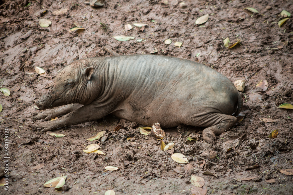 The Togian babirusa (Babyrousa togeanensis), also known as the Malenge ...