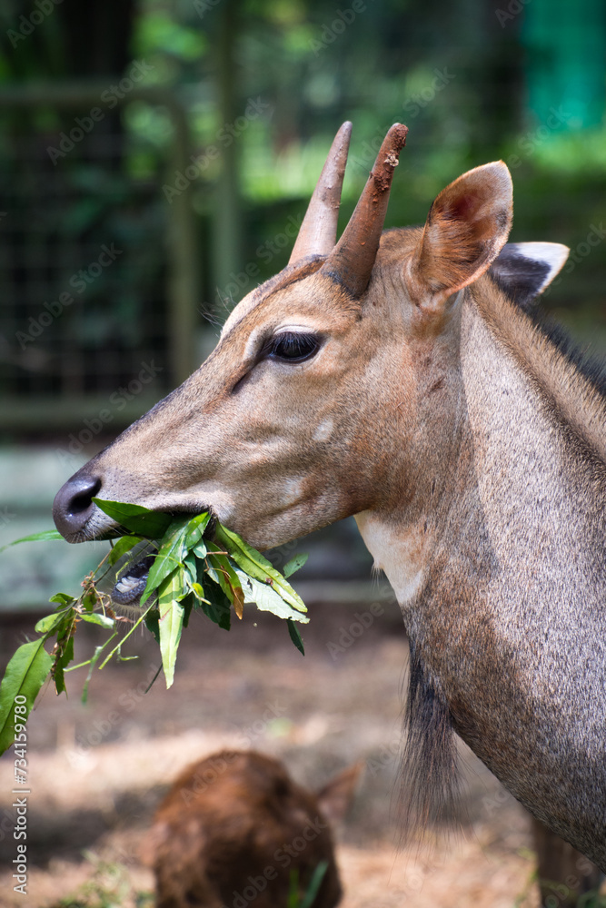 The nilgai (Boselaphus tragocamelus) is the largest antelope of Asia ...