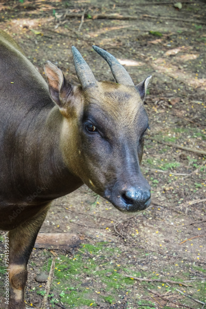 Anoa, also known as dwarf buffalo and sapiutan, are two species of the ...