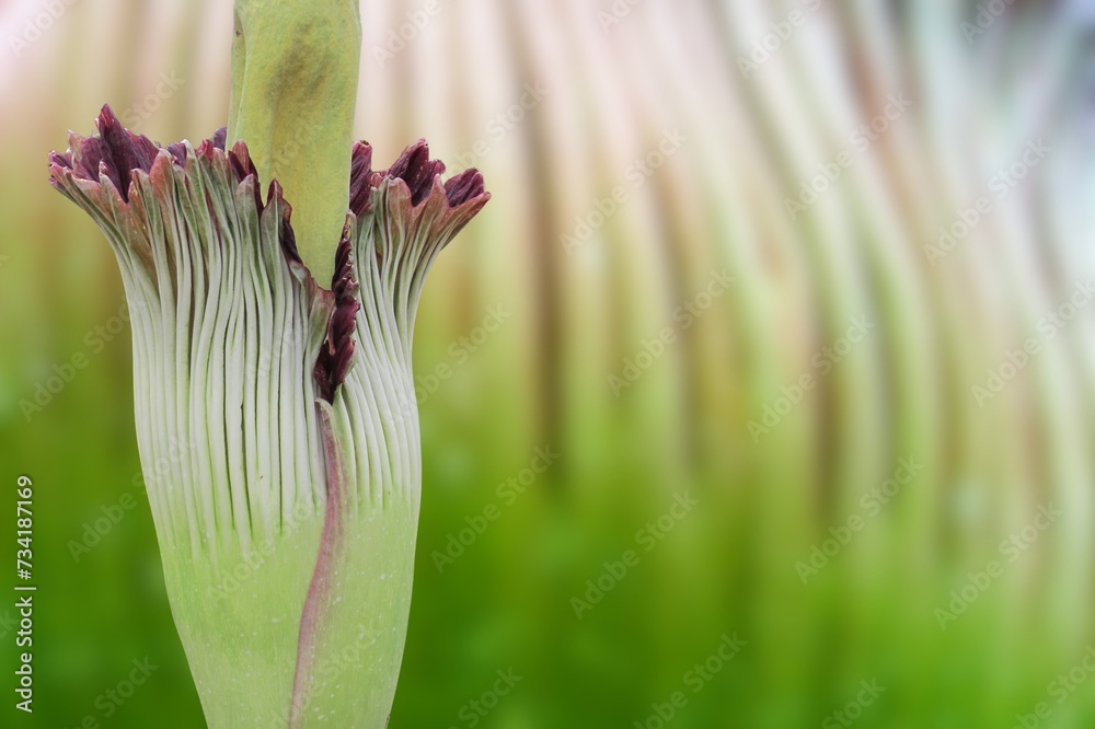Foto de corpse flower Rare Amorphophallus titanum, commonly known as ...