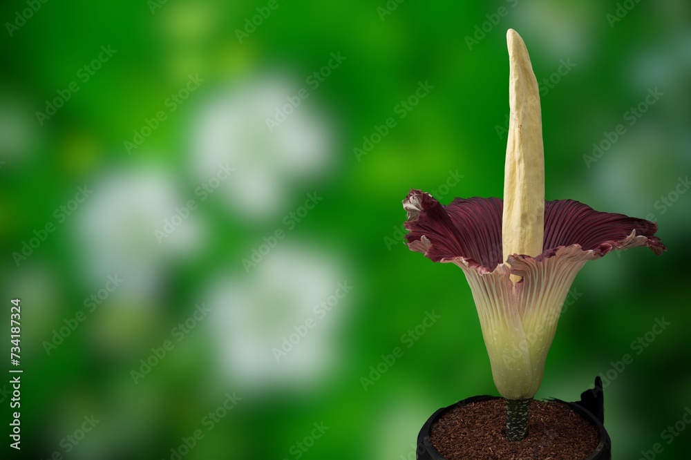 corpse flower Rare Amorphophallus titanum, commonly known as the corpse ...