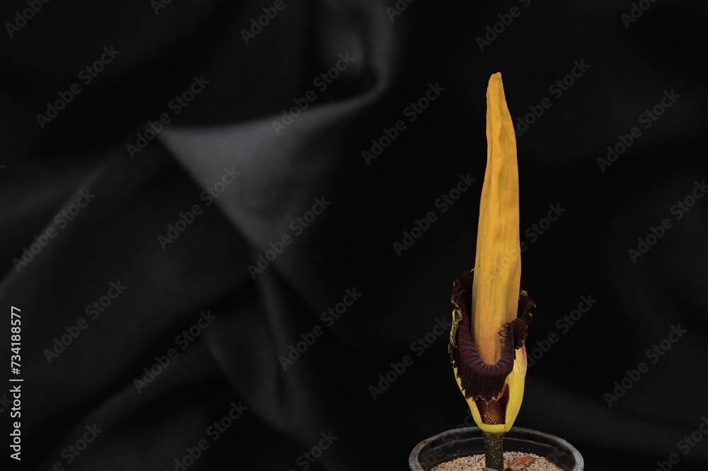 corpse flower Rare Amorphophallus titanum, commonly known as the corpse ...