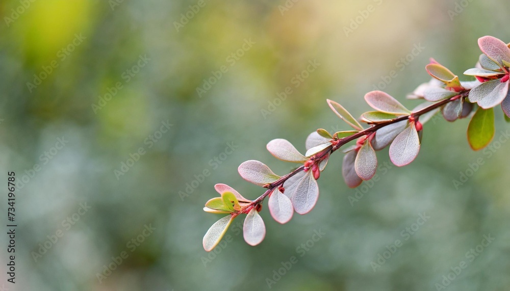 ภาพประกอบสต็อก magellan barberry berberis microphylla calafate a branch ...