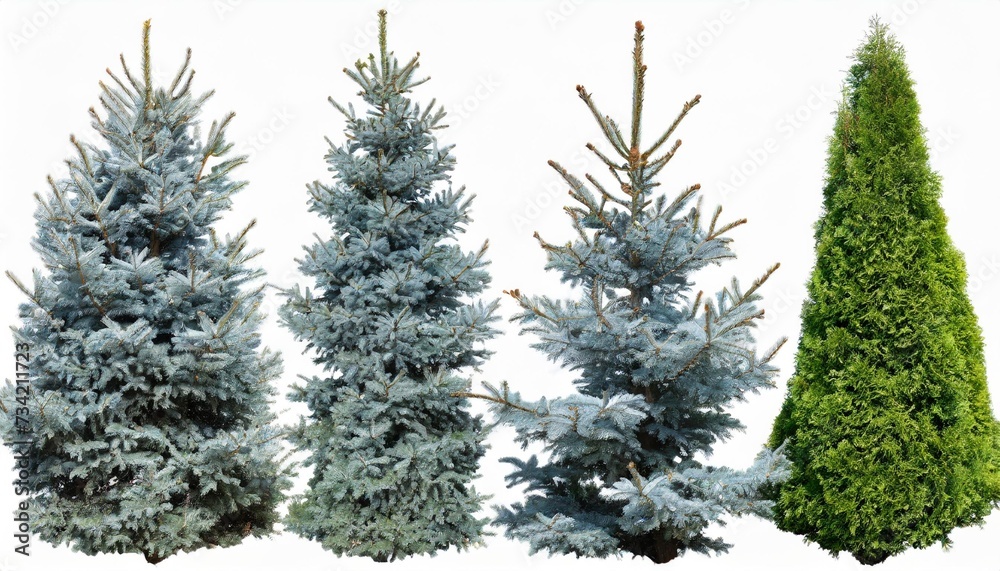 set of 4 picea pungens colorado blue spruce evergreen pinaceae needled ...
